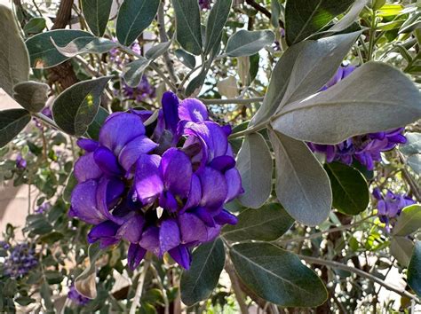 Sophora Secundiflora Sophora Secundiflora Growing With Science