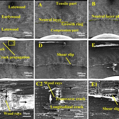 Sem Images Showing The Radial Loading Fracture Process Of A Specimen