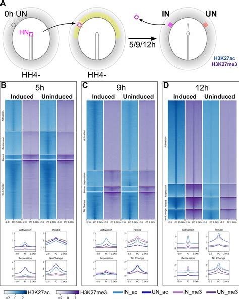A Gene Regulatory Network For Neural Induction Elife