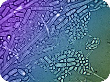 Science LoveBiome