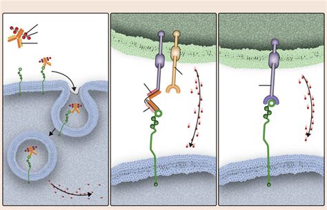 Therapies Targeting Siglecs On Malignant Myeloid And Lymphoid Cells A Download Scientific