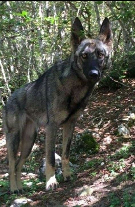 What Is The Breed Of Lupo Italiano What Is The Breed Of Lupo Italiano
