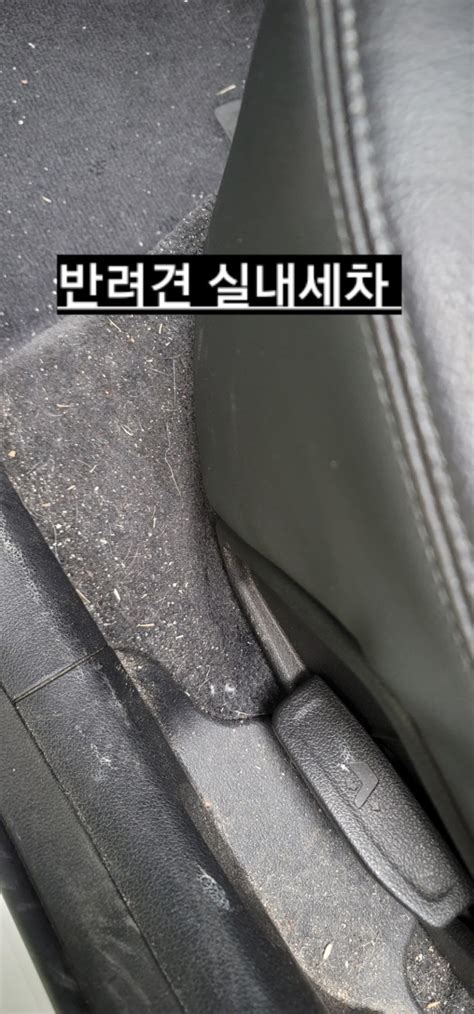 반려견 차량 실내세차 원주내부세차 원주손세차 네이버 블로그
