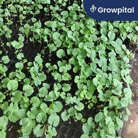 Fahad Shaikh Posted On Linkedin