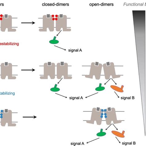 Computational Modeling And Design Of Gpcr Associations With Download Scientific Diagram