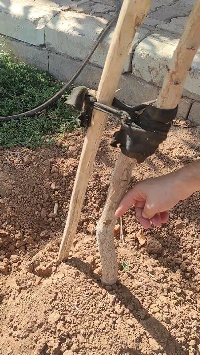 Ucb1 Fıstık Anacı Youtube