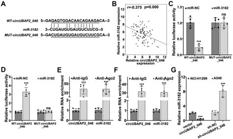 A Bioinformatic Prediction On The Binding Sites Of Wild Type