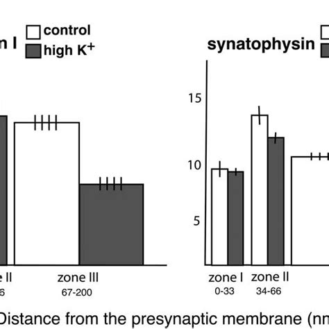 Distributions Of Synapsin I And Synaptophysin Were Significantly Download Scientific Diagram