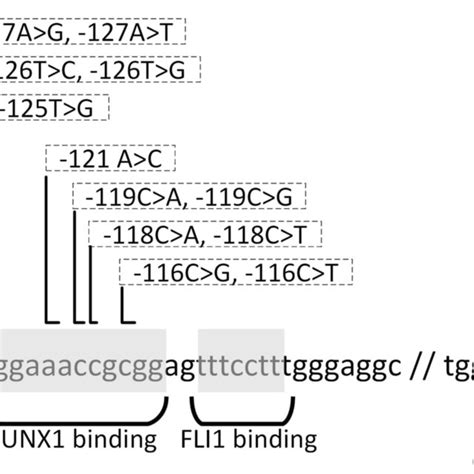 Disease Causing Variants In The 5′ Untranslated Region Utr Of Ankrd26 Download Scientific
