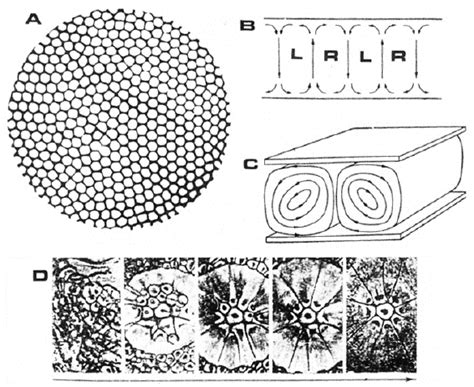 Benard Cells A General View From The Top B C Schemes Of Coherent