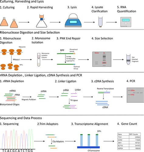 Beginners Guide To Ribosome Profiling The Biochemist Portland Press