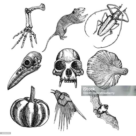 마법 마술 초 자연 특성 장식 요소 집합입니다 원숭이 새 해골 해골 손 버그 벌레 곤충 까마귀 쥐 개구리 박쥐 호박 마늘 할로윈에 대 한 설정 합니다 벡터입니다 두개골에