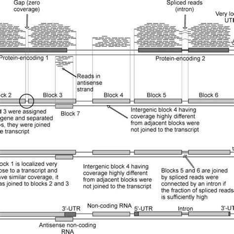 Schematic Representation Of The Transcriptome Assembly Process Download Scientific Diagram