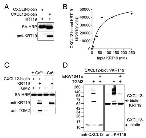 Chemotactics Published Applications With Biotinylated Cxcl12 And Ccl5 Recombinant Biotinylated