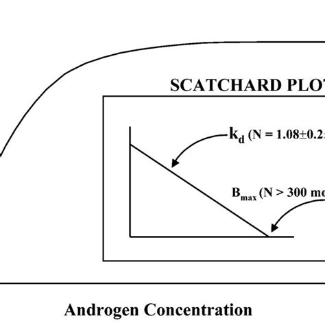 Saturation Curve Of Androgen Binding In Genital Skin Fibroblasts The