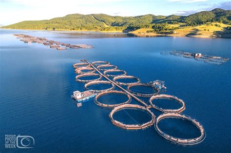Pin By Hoko On Lagoon Fish Culturing Aquaponics Fish Salmon Farming