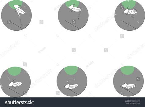 Grasshopper Jump Cycle Animation Frames Stock Vector Royalty Free