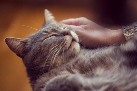 12 Emotional Reasons Cats Are Superior To Dogs As Companions
