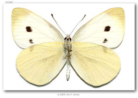 Pieris R Rapae Pinned Specimens