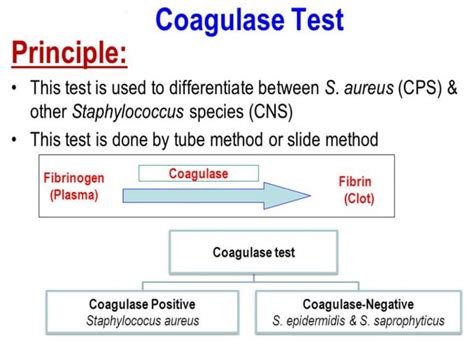 coagulase test