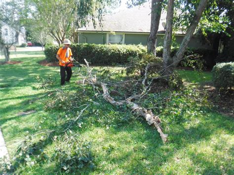 Tree Trimming Samples Kelly Lawn Property Maintenance