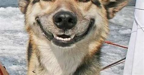 Mfw I Finish Writing An Article And Can Finally Close All The Research