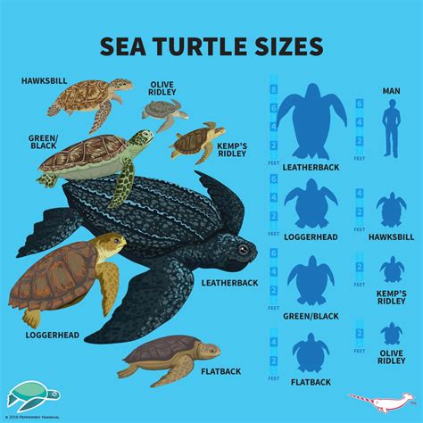Leatherback Sea Turtle Size Comparison