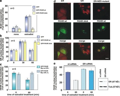 Fkhr Nuclear Export Regulation By Estradiol And A Role In