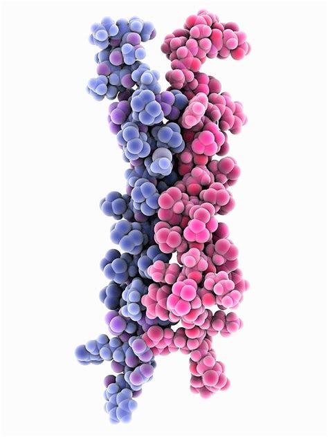 Integrin Transmembrane Domain Photograph By Laguna Design Fine Art