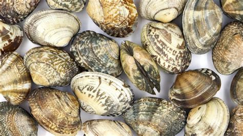 The Exact Difference Between Clams And Mussels