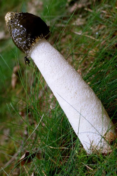 The Hunt For Mushrooms Facts On Morels Hubpages