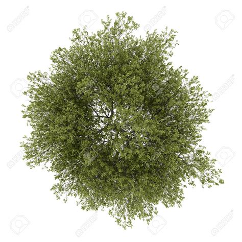 Tree Top View Vector Png Google Search Trees Top View Tree Photoshop Shrubs For Landscaping