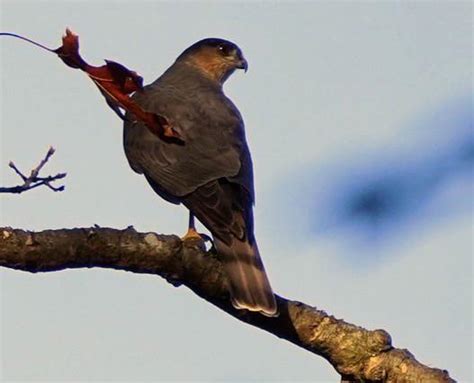 Sharp Shinned Hawk Scoping Out My Yard Rbirding