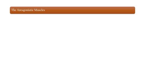 Active Assisted Exercise Pdf