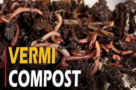 Vermicompost Types Methods And Precautions To Be Taken While Making Compost