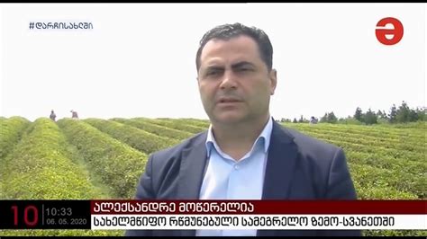 ჩაის კრეფის პროცესი აქტიურად მიმდინარეობს წალენჯიხაში [მაესტრო] Youtube