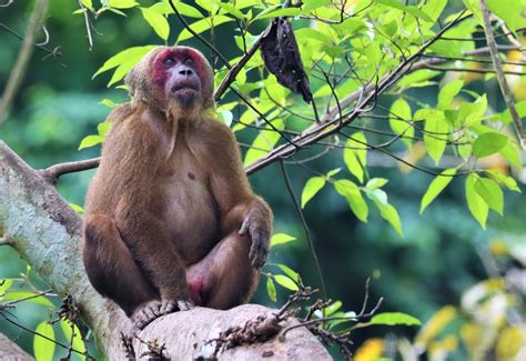 Macaca Arctoides Stump Tailed Macaque — Coke Smith Wildlife