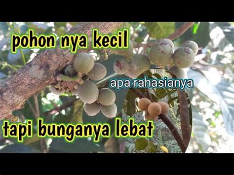 viral!!! bagaimana cara pohon duku berbunga dan berbuah tanpa henti ...
