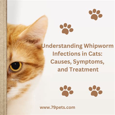 Understanding Whipworm Infections In Cats Causes Symptoms And Treat