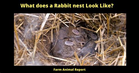 What Does A Wild Rabbit Nest Look Like At Alex Cruz Blog