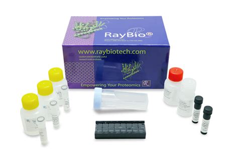 Human Cytokine Array Q2000 Raybiotech Human Cytokine Array Q2000 Raybiotech