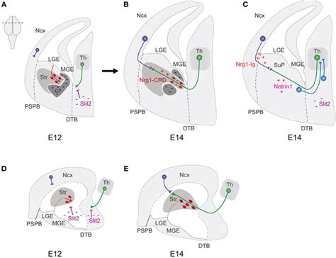 corridor neurons shape the internal pathfinding of thalamocortical
