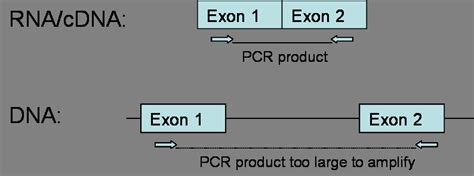 Principle Of CDNA Specific Primer Design Primers Span An Intron To Download Scientific Diagram
