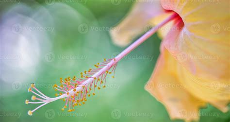 Romantic Colorful Beautiful Hibiscus Flower In Nature Flower Leaf And