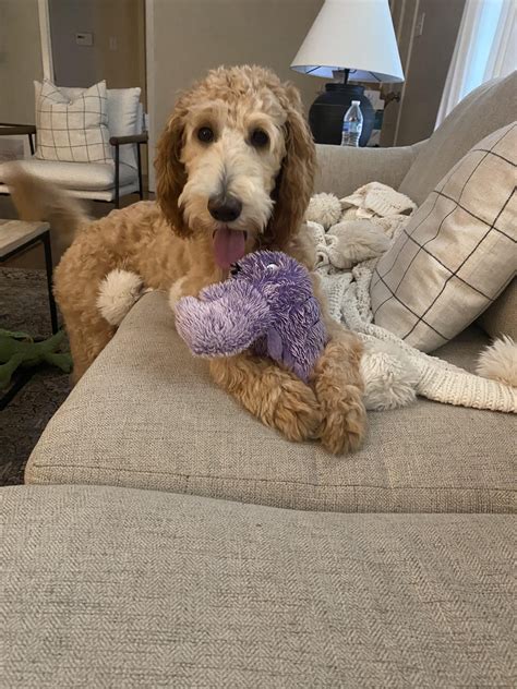 My Crazy Girl Rgoldendoodles