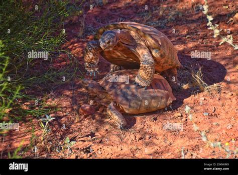 Mating Mojave Desert Tortoise Gopherus Agassizii Mating Ritual Shell