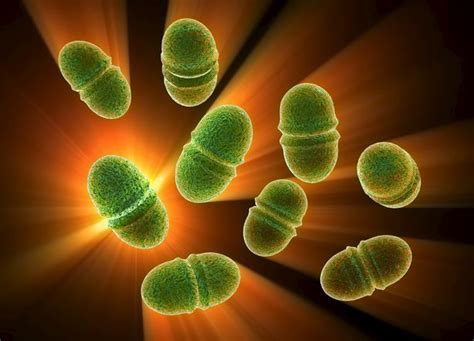 Enterococcus Faecalis Symptoms Causes Treatment