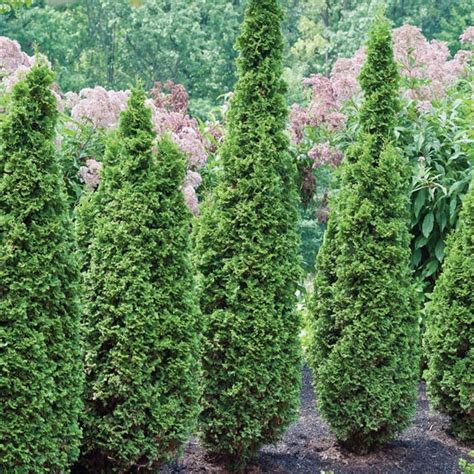 Columnar Arborvitae Degroots Spire Thuja Occidentalis Mygardenlife
