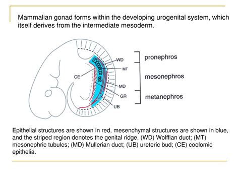 Ppt Development Of Reproductive Anatomy Powerpoint Presentation Free Download Id 5615493