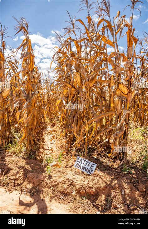 Maize Plot Post Harvest In Malawi With A Sign Indicating Treatment